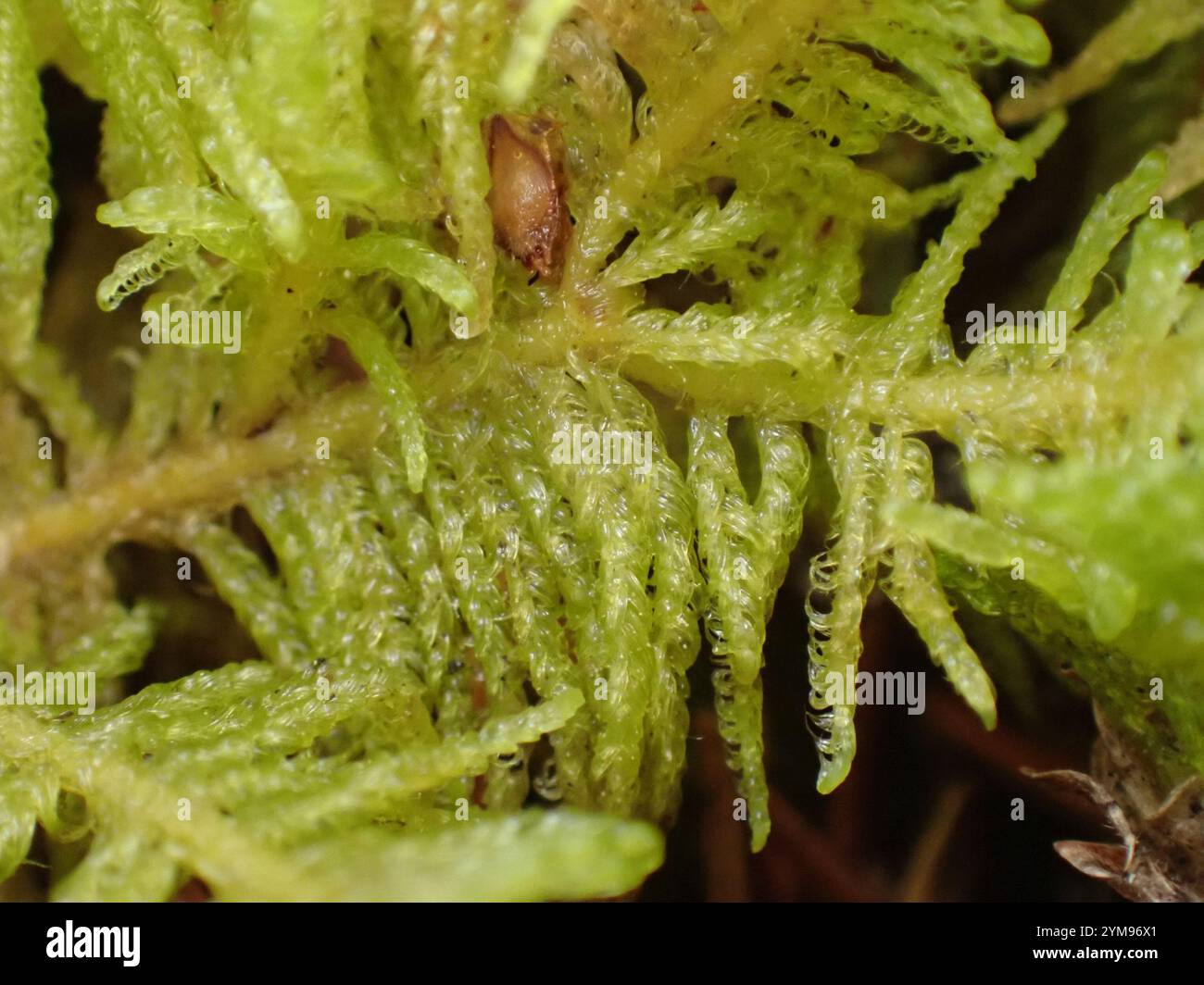 Ostrich-plume Moss (Ptilium crista-castrensis Stock Photo - Alamy