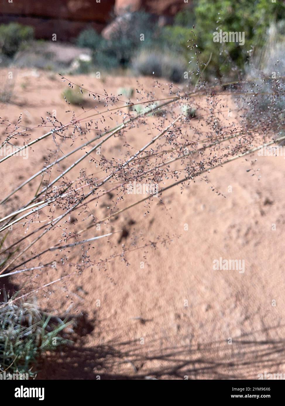 Sand Dropseed (Sporobolus cryptandrus Stock Photo - Alamy