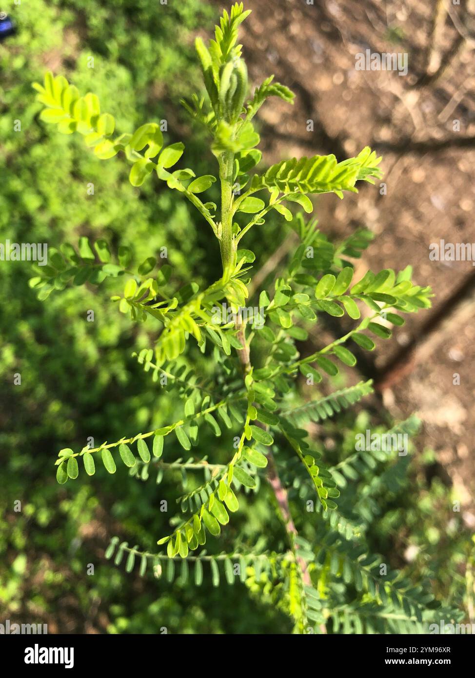 Texas Kidneywood (Eysenhardtia texana Stock Photo - Alamy