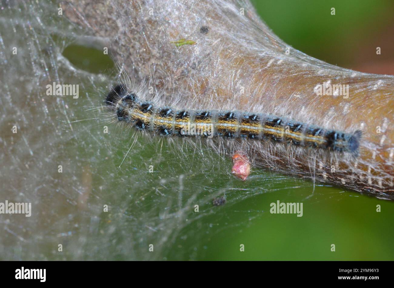 Eastern Tent Caterpillar Moth (Malacosoma americana Stock Photo - Alamy