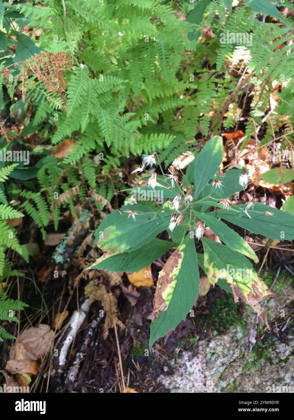 whorled wood aster (Oclemena acuminata Stock Photo - Alamy