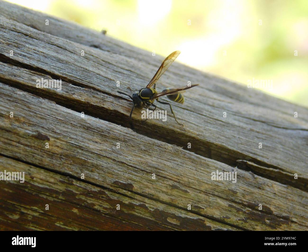 Yellow-banded Polybia Wasp (Polybia occidentalis Stock Photo - Alamy