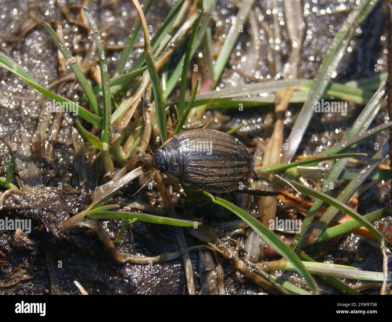 Lesser Diving-beetle (Acilius sulcatus Stock Photo - Alamy
