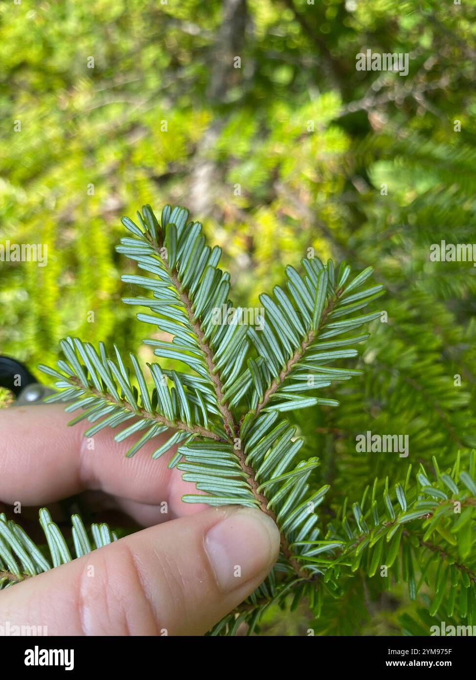 Abies amabilis hi-res stock photography and images - Alamy