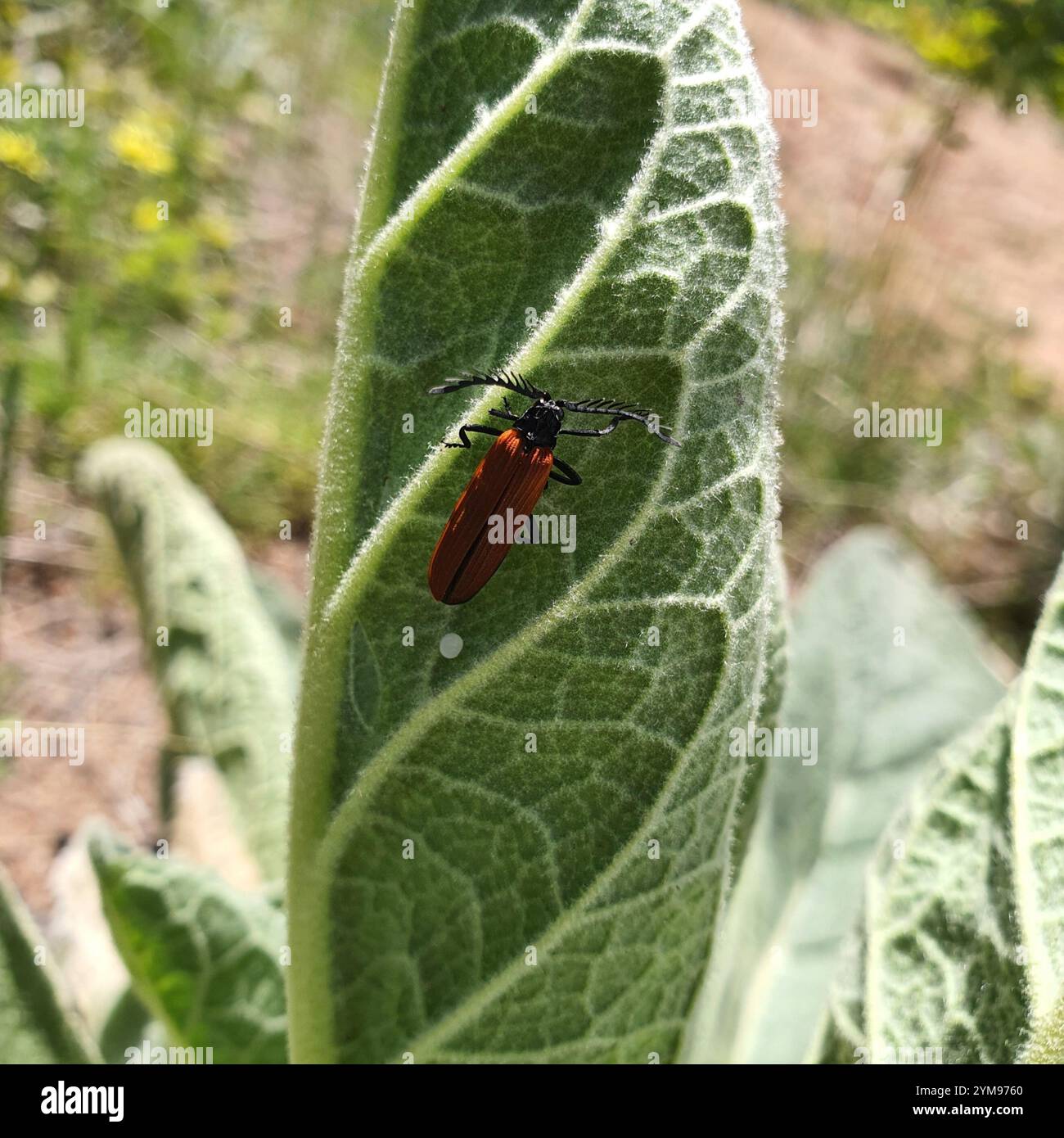 Long-nosed Lycid Beetle (Porrostoma rhipidium Stock Photo - Alamy