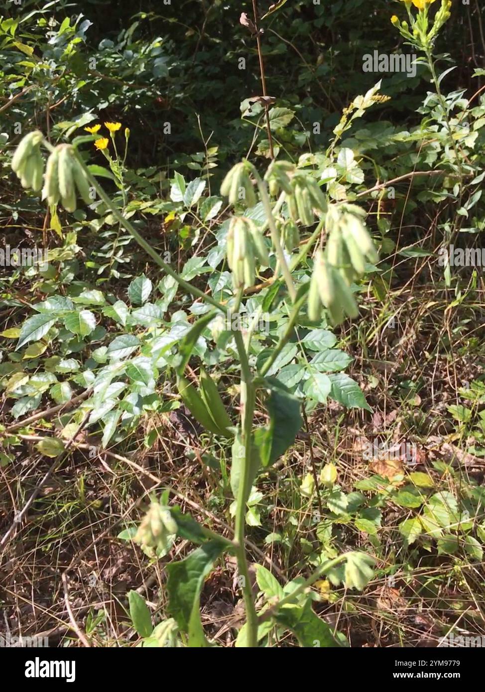 lion's foot rattlesnake root (Nabalus serpentarius Stock Photo - Alamy