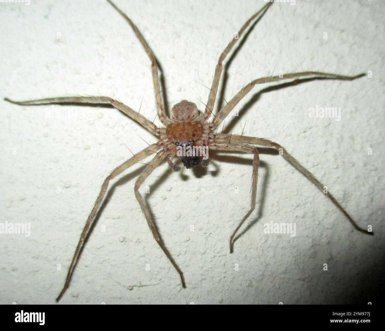 Crescent-eyed Spiders (Selenops Stock Photo - Alamy