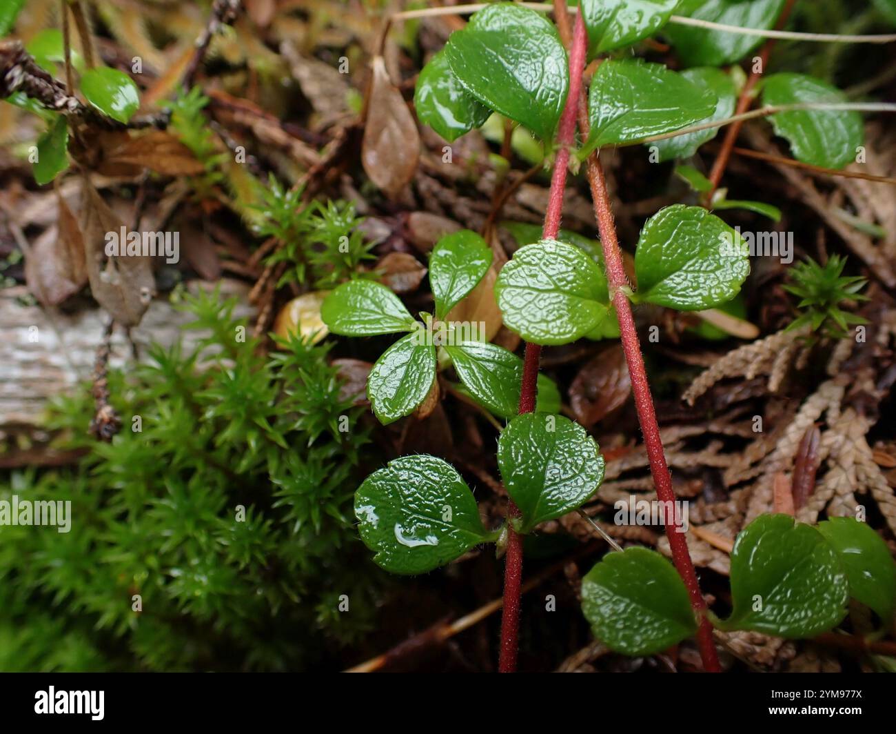 Twinflower (Linnaea borealis Stock Photo - Alamy