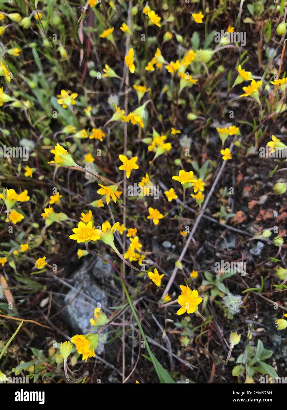 California goldfields (Lasthenia californica Stock Photo - Alamy