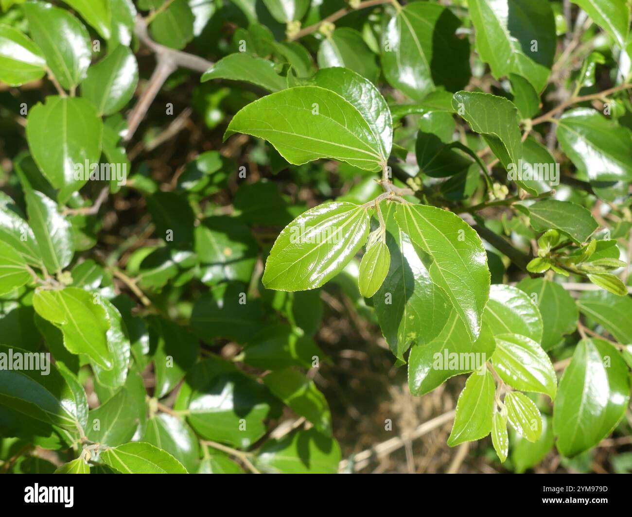 buffalo-thorn (Ziziphus mucronata Stock Photo - Alamy