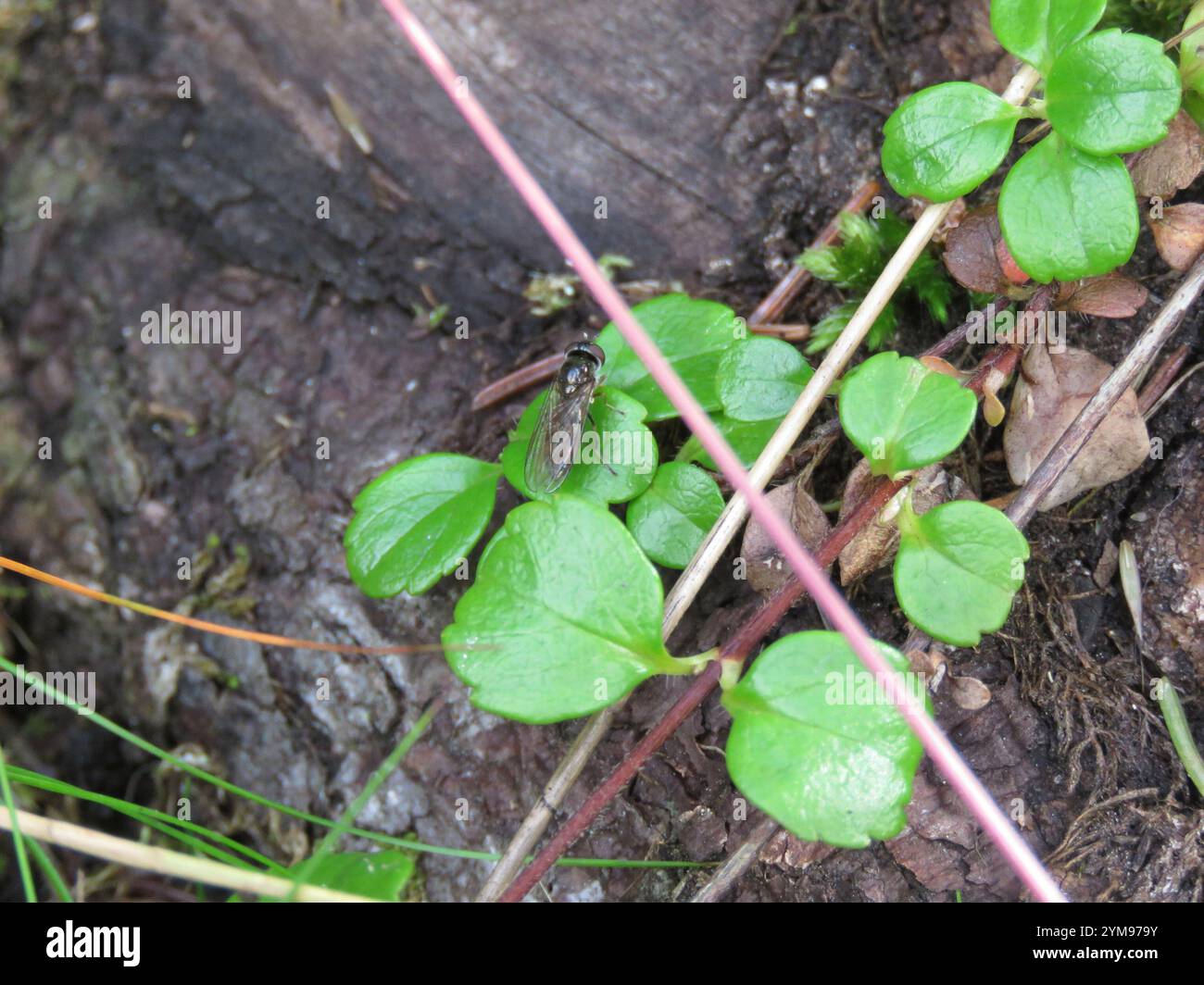 Twinflower (Linnaea borealis Stock Photo - Alamy