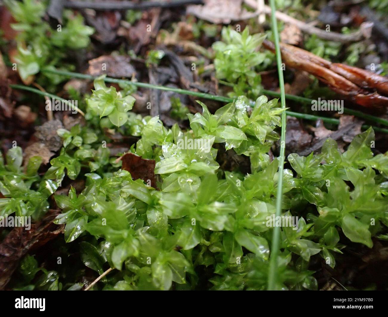 Thyme and Allied Mosses (Plagiomnium Stock Photo - Alamy