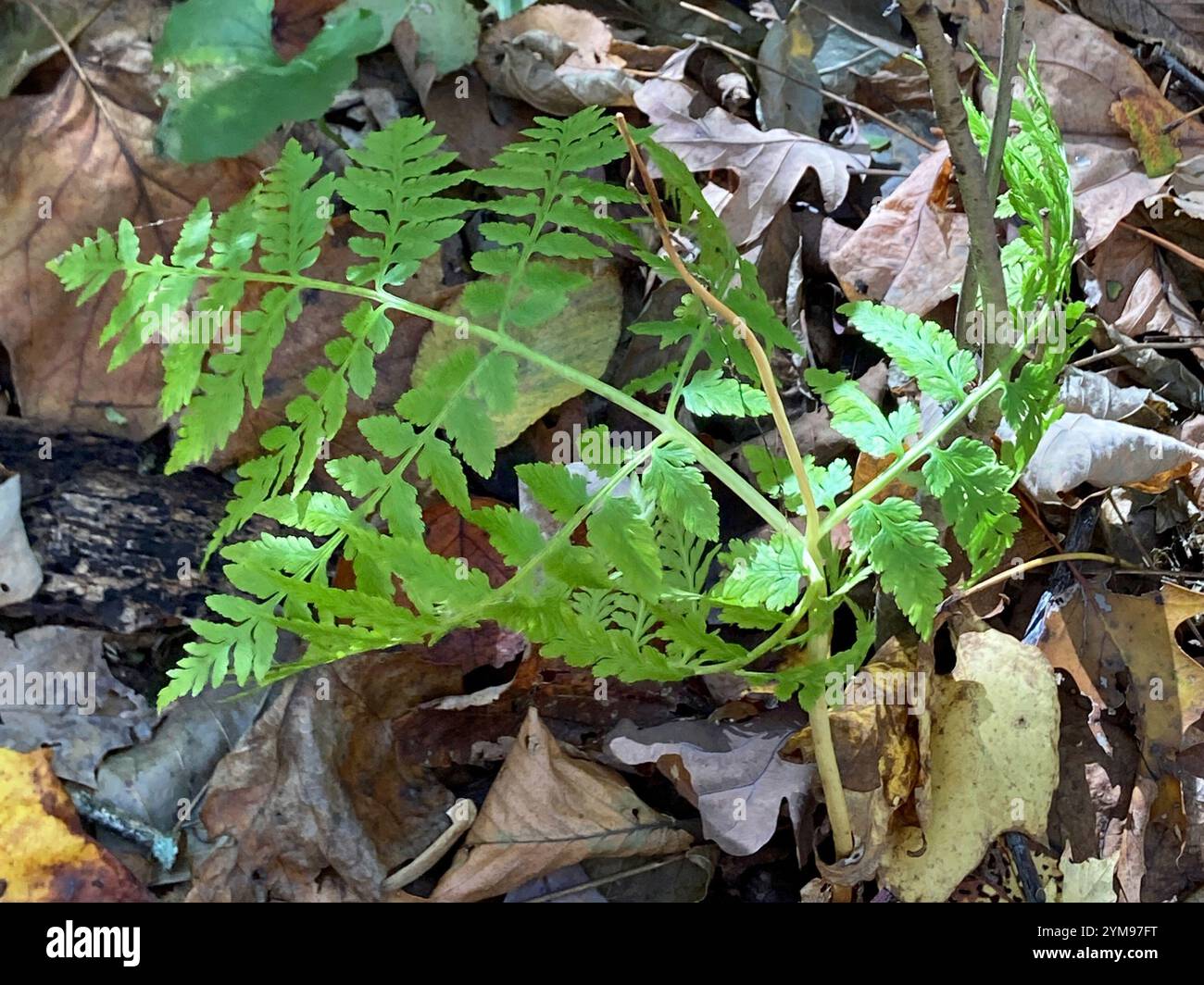 rattlesnake fern (Botrypus virginianus Stock Photo - Alamy