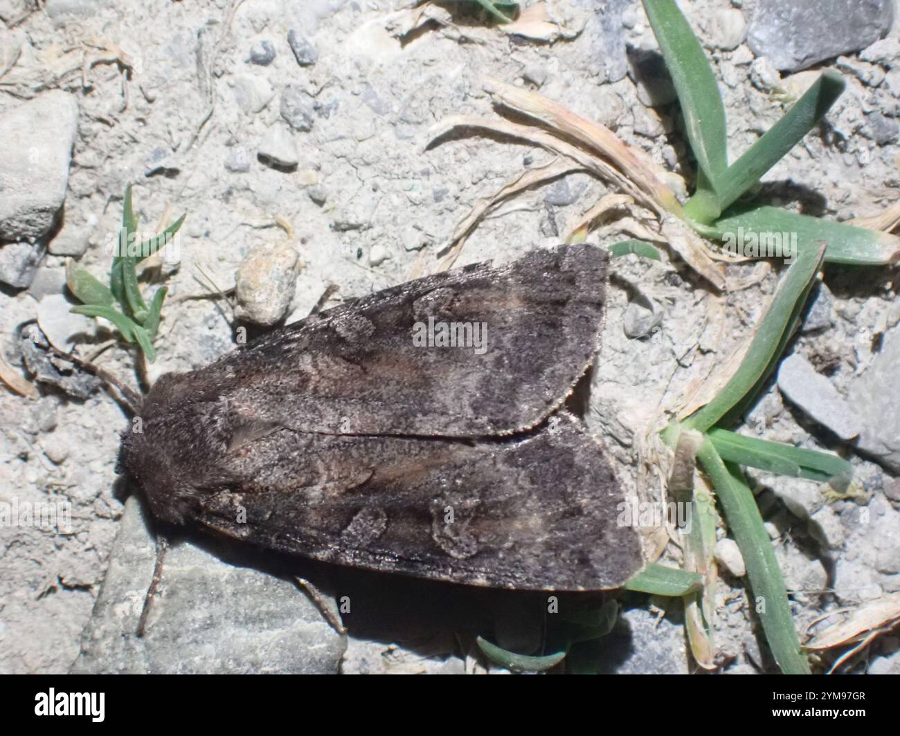 Cutworms and Dart Moths (Noctuinae Stock Photo - Alamy