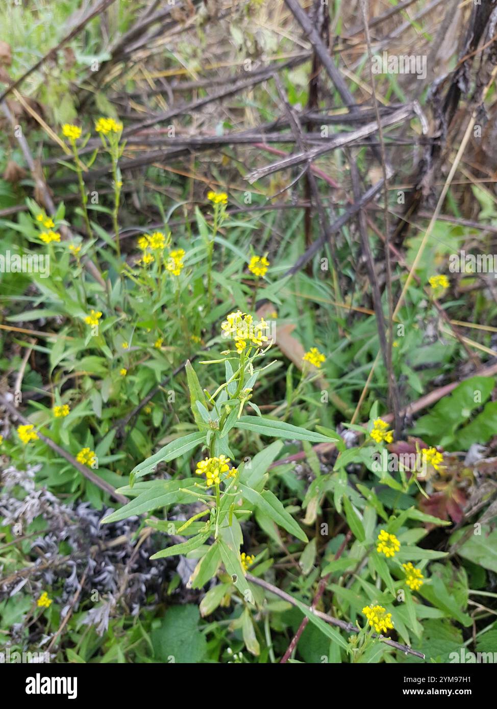 wormseed wallflower (Erysimum cheiranthoides Stock Photo - Alamy