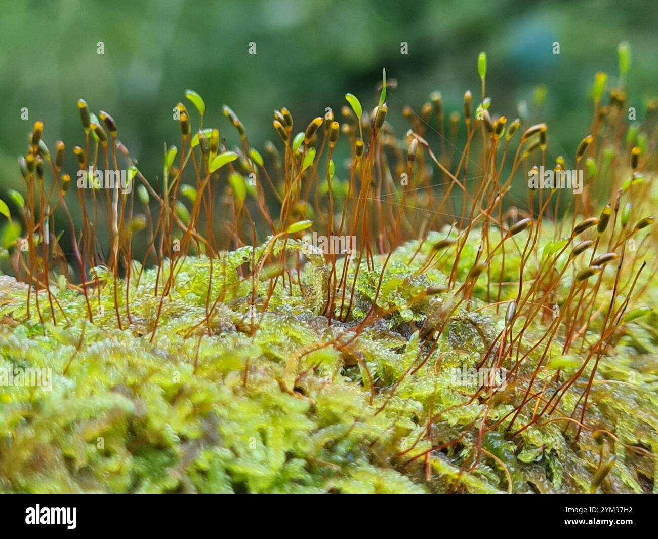 Cypress-leaved Plait-moss (Hypnum cupressiforme Stock Photo - Alamy
