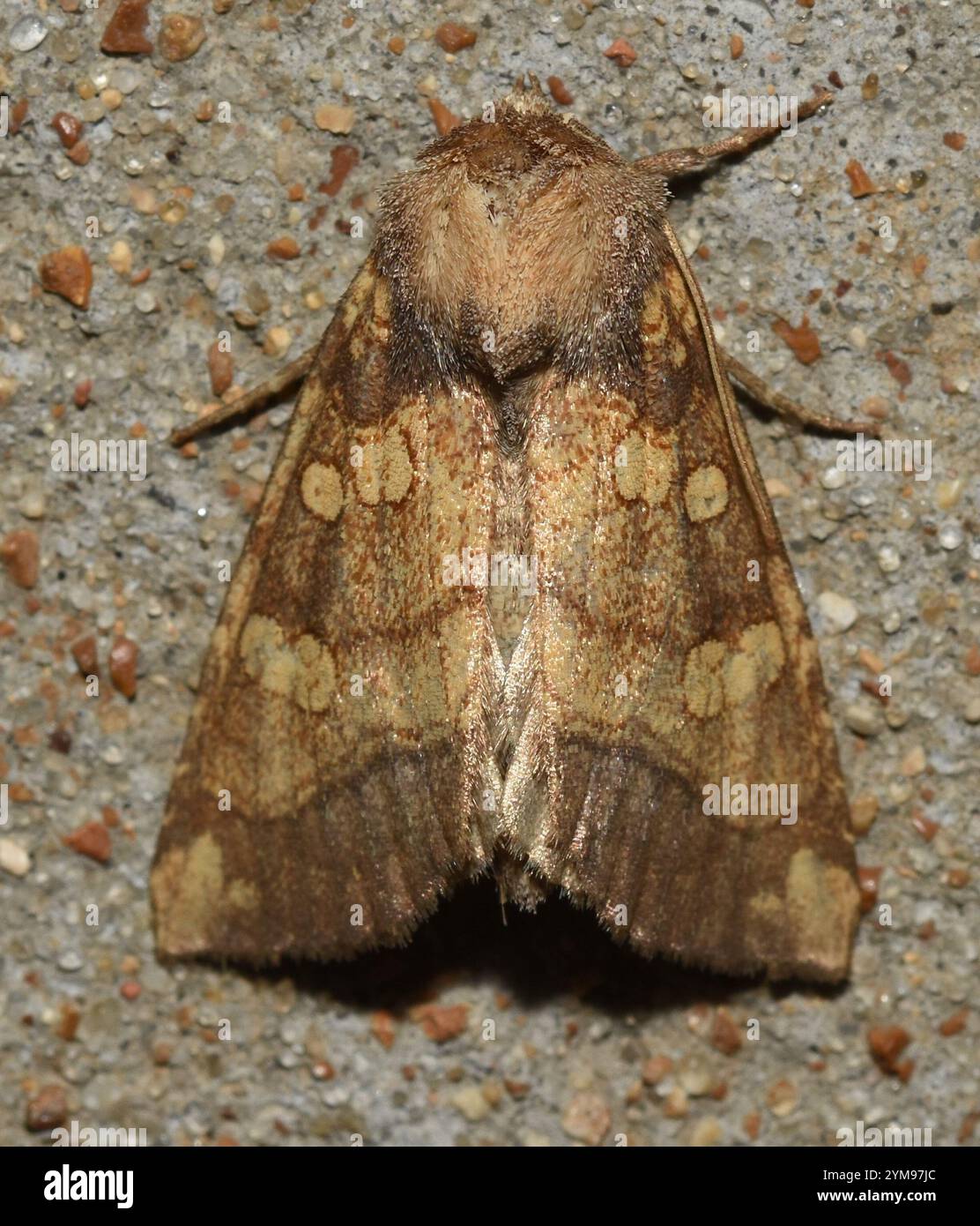 Burdock Borer Moth (Papaipema cataphracta Stock Photo - Alamy