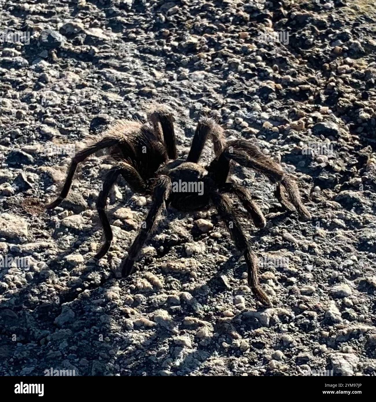 Desert Tarantula (Aphonopelma iodius Stock Photo - Alamy