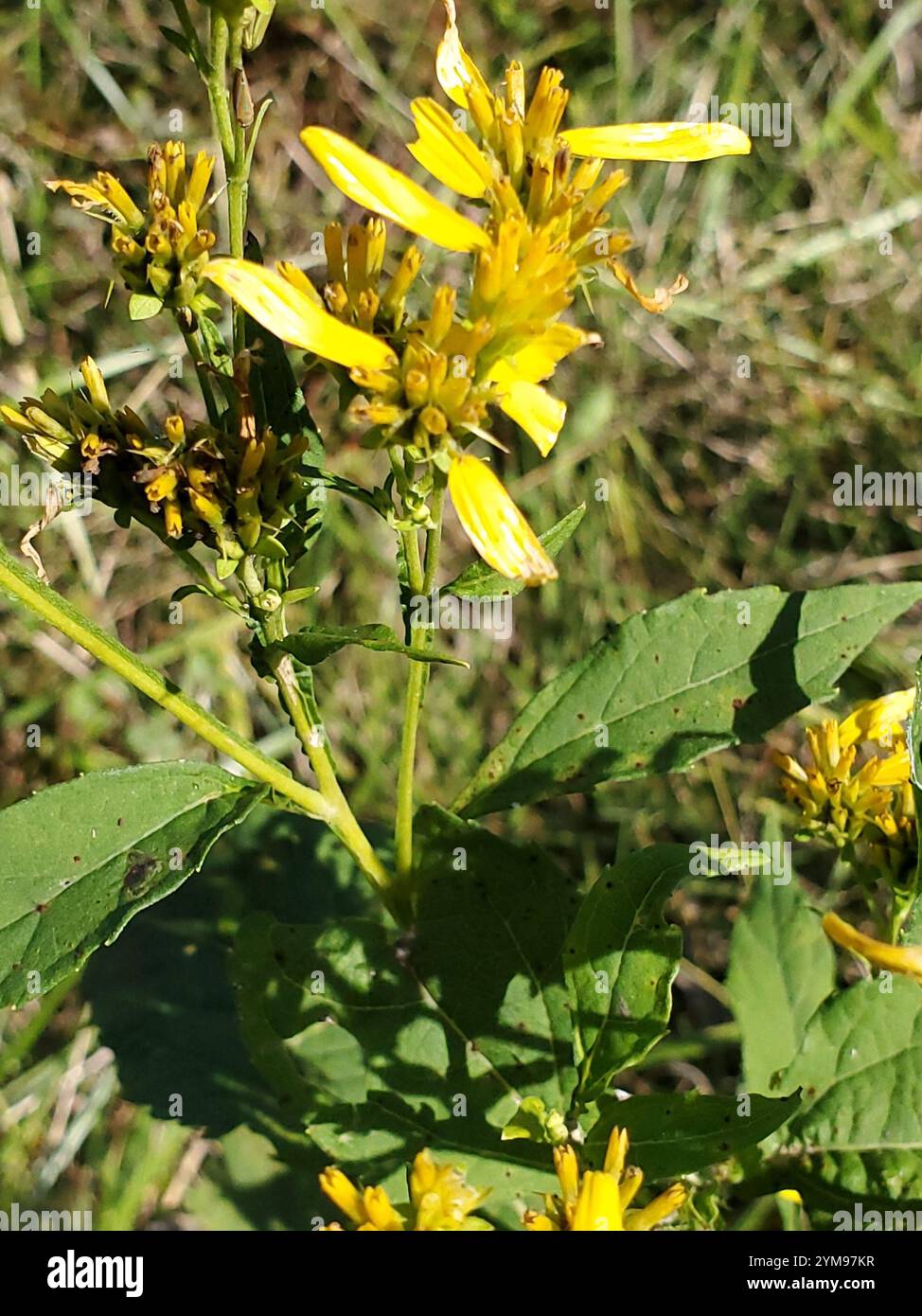 Yellow Crownbeard (Verbesina occidentalis Stock Photo - Alamy