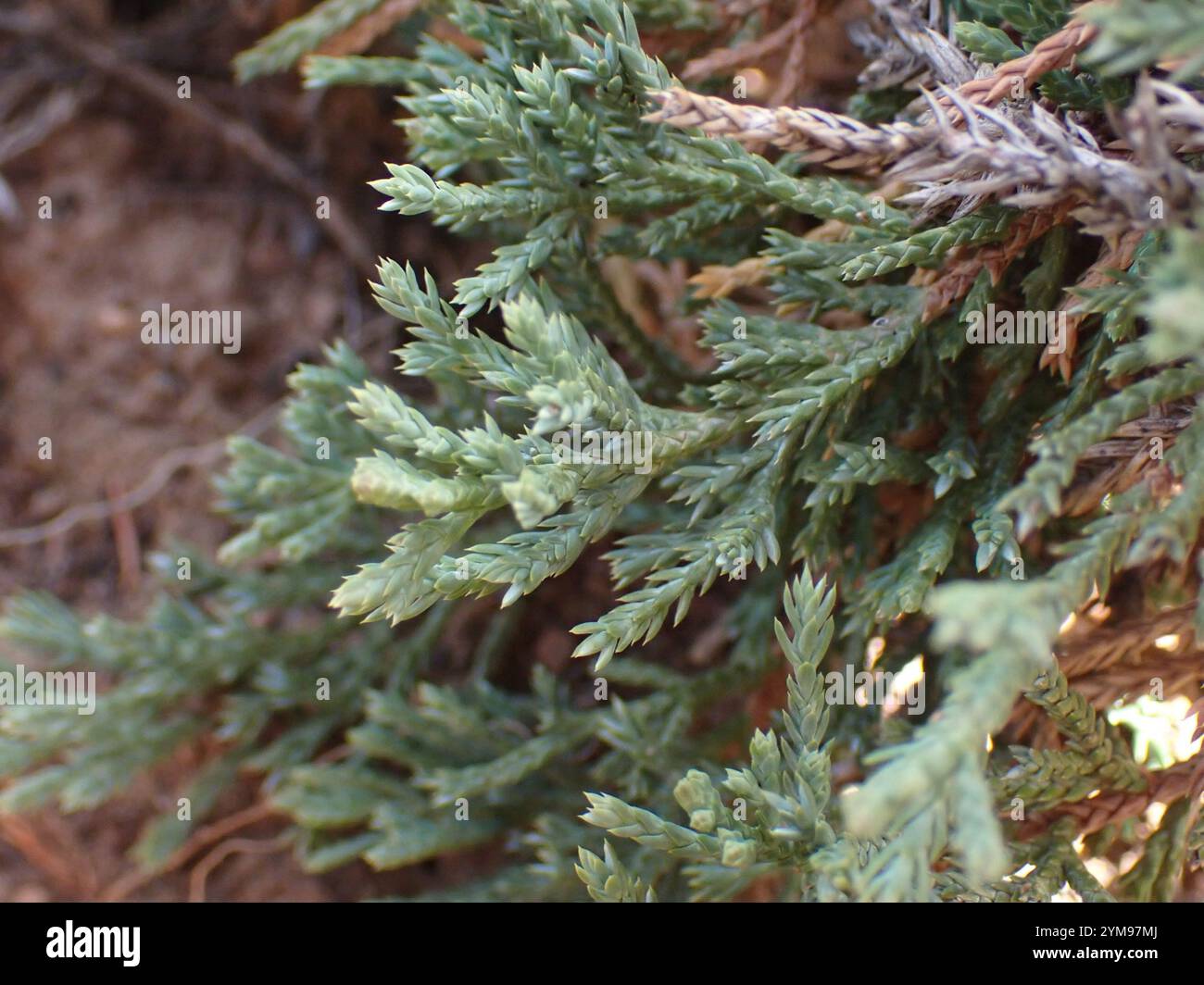 creeping juniper (Juniperus horizontalis Stock Photo - Alamy