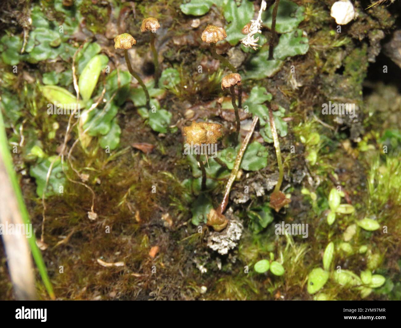 Narrow Mushroom-headed Liverwort (Marchantia quadrata Stock Photo - Alamy