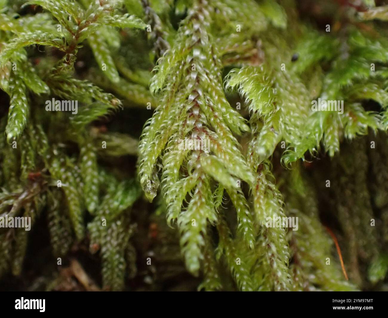Coiled-leaf claw-moss (Hypnum circinale Stock Photo - Alamy