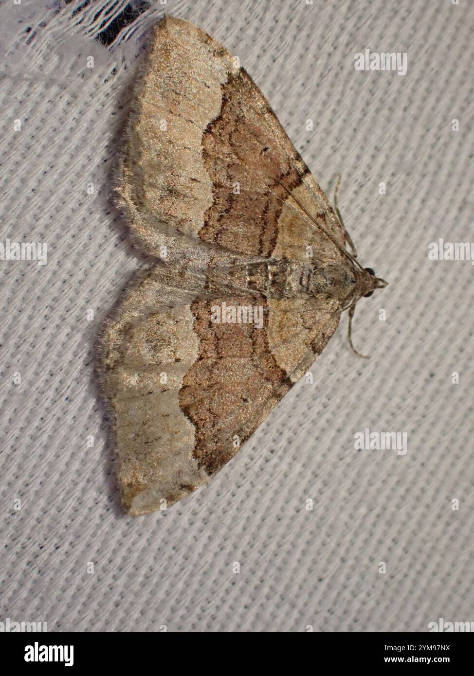 Carpet Moths (Larentiinae Stock Photo - Alamy