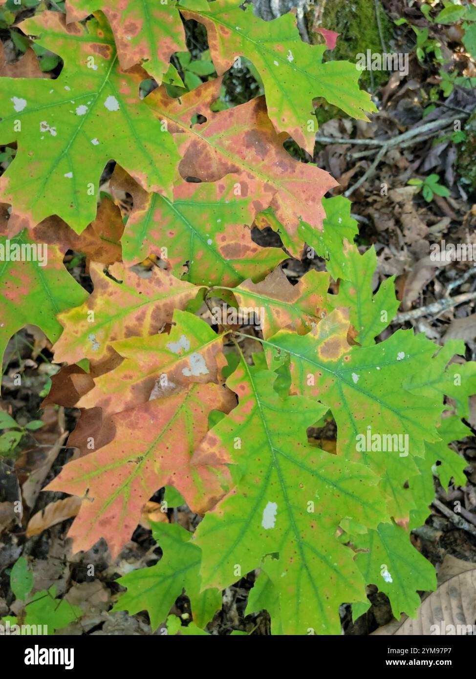 northern red oak (Quercus rubra Stock Photo - Alamy