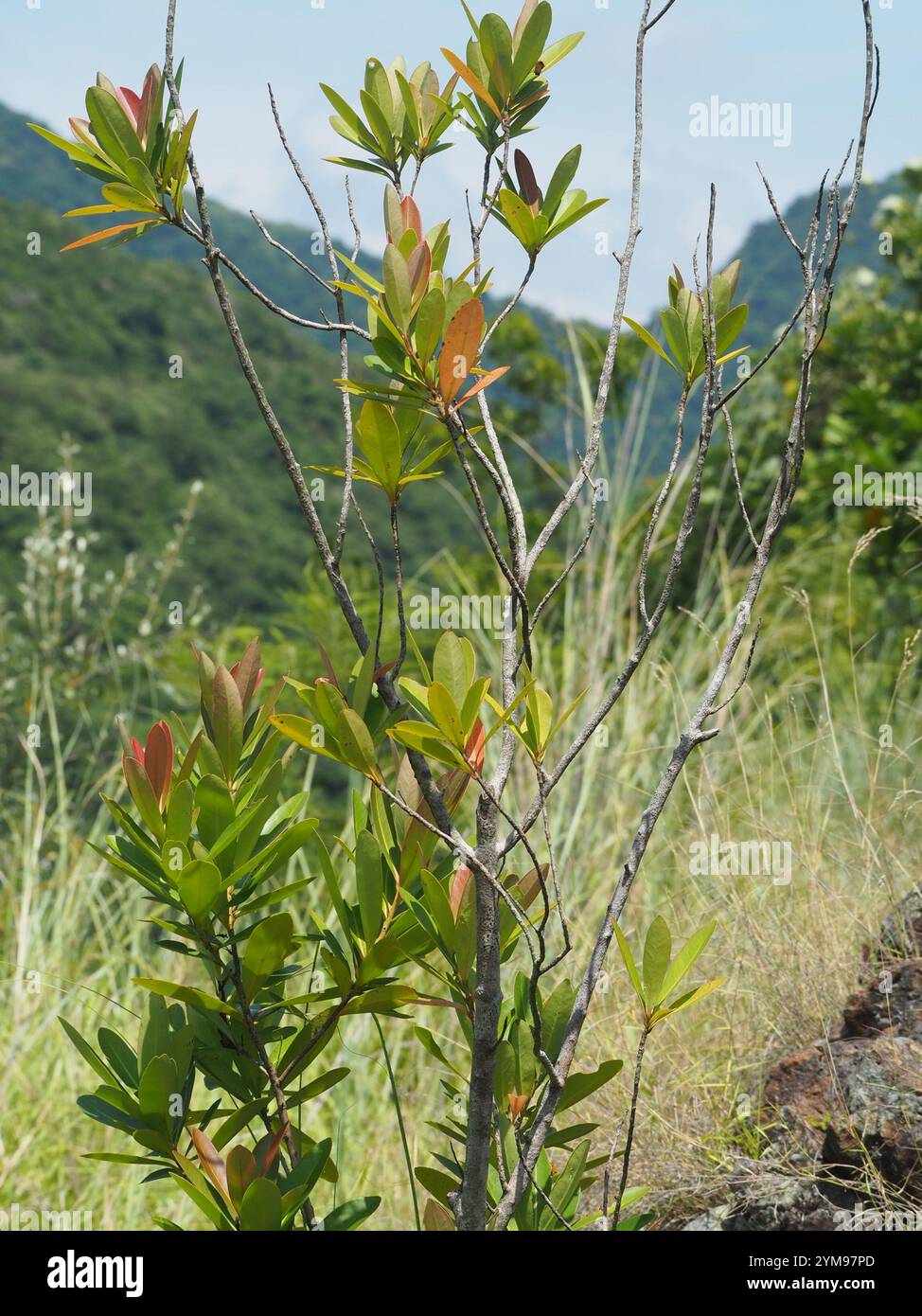 Fried egg plant (Polyspora axillaris Stock Photo - Alamy