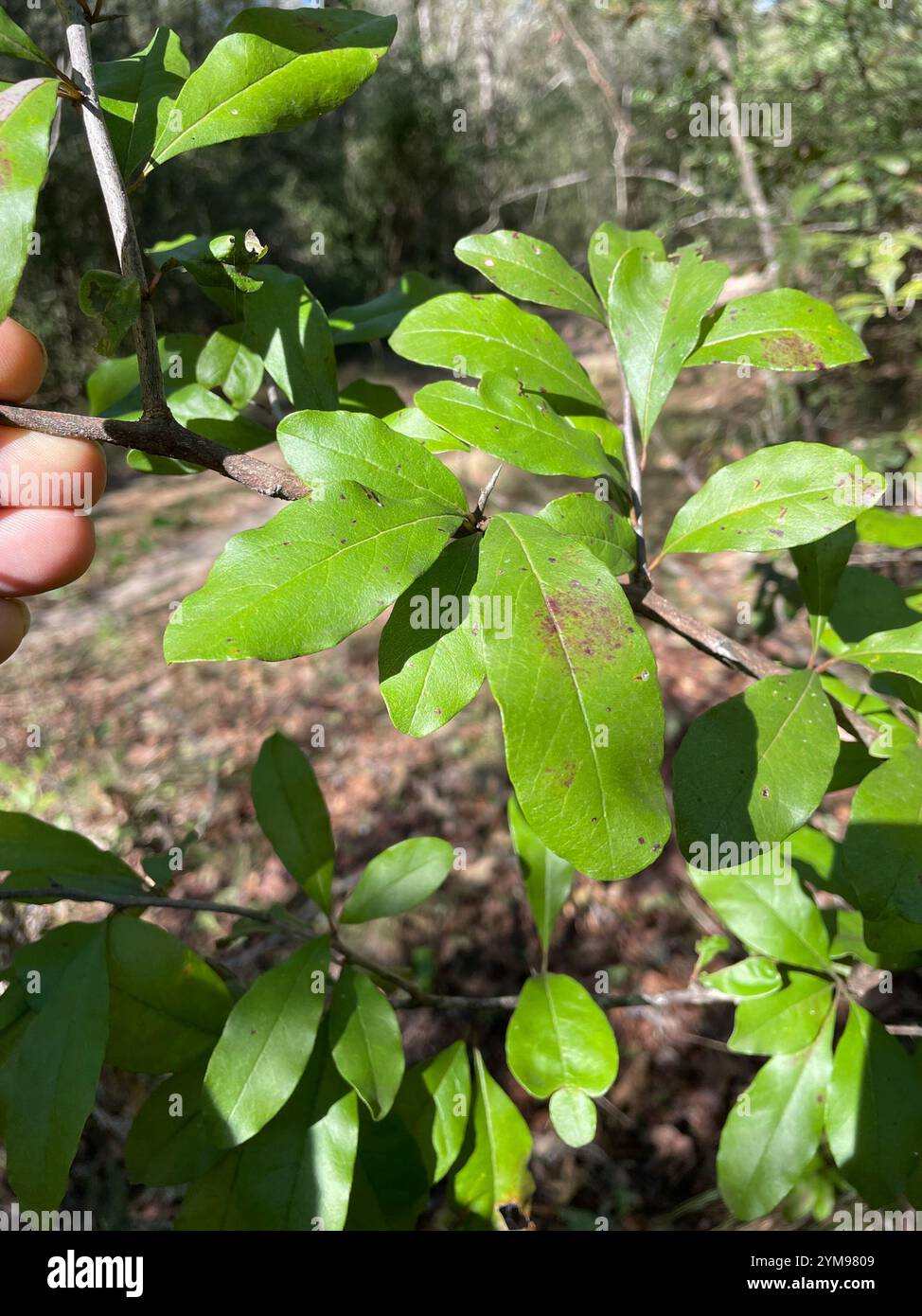 Gum bumelia (Sideroxylon lanuginosum Stock Photo - Alamy