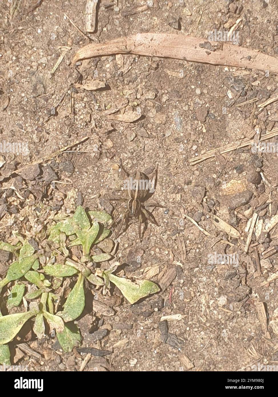 Striped Wolf Spiders (Artoriopsis Stock Photo - Alamy