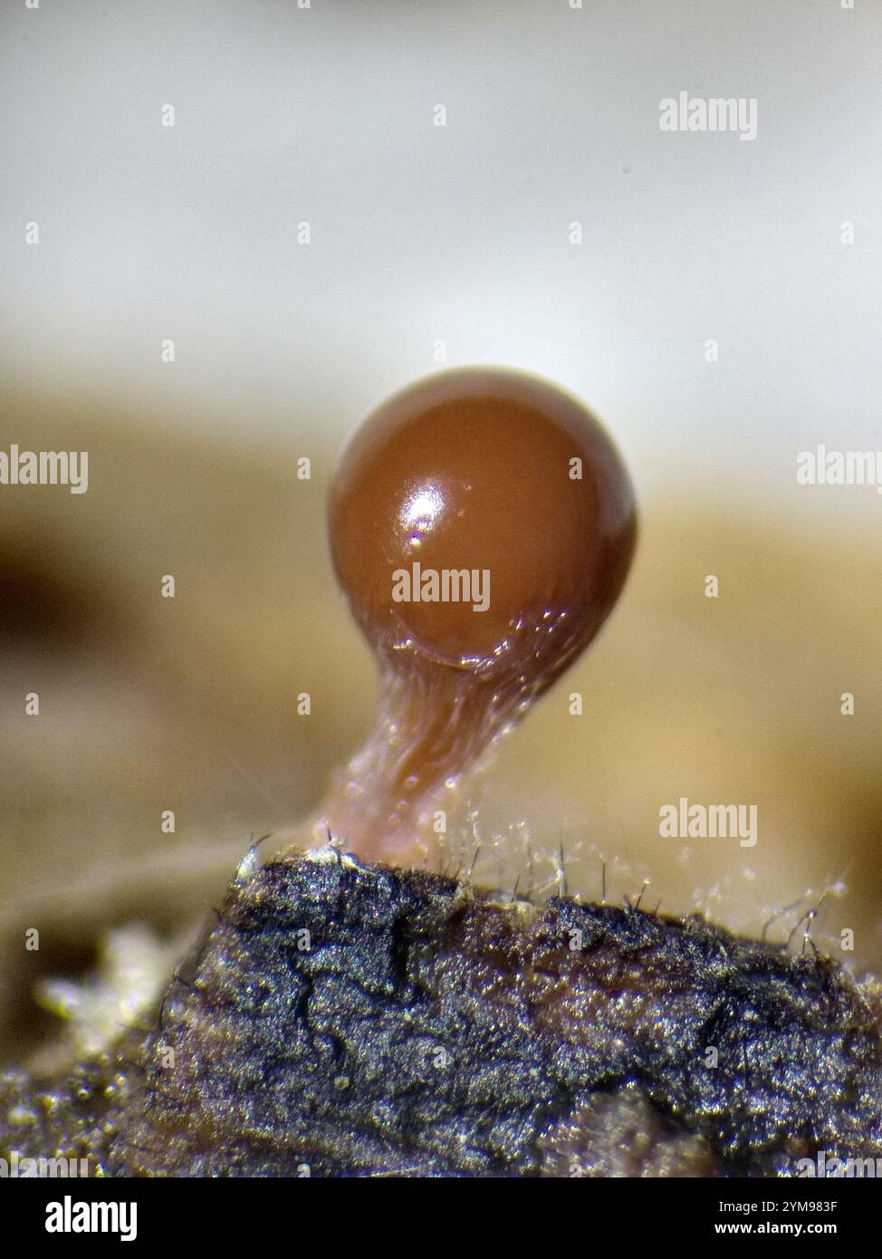 Trichia crateriformis hi-res stock photography and images - Alamy