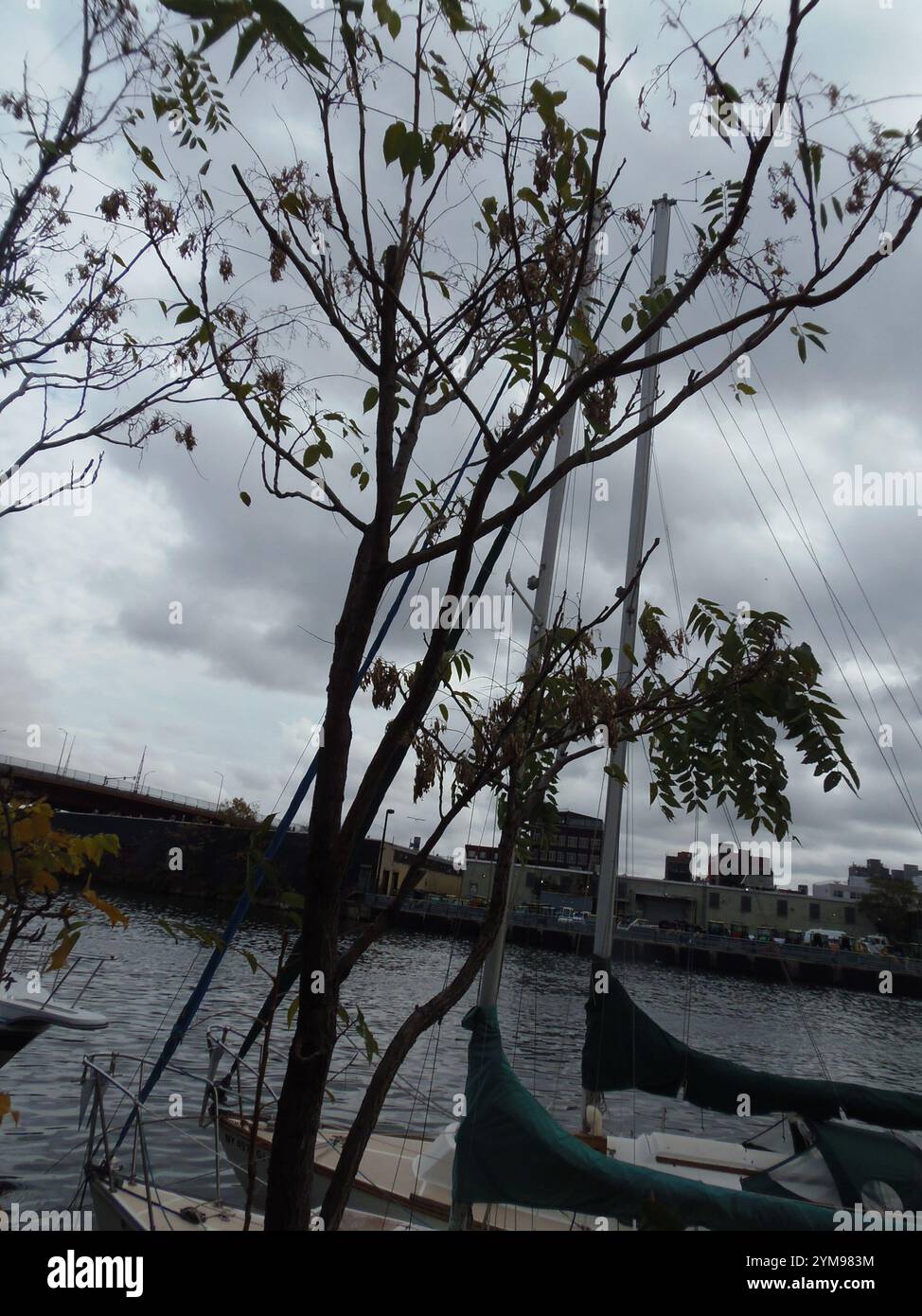 tree-of-heaven (Ailanthus altissima Stock Photo - Alamy