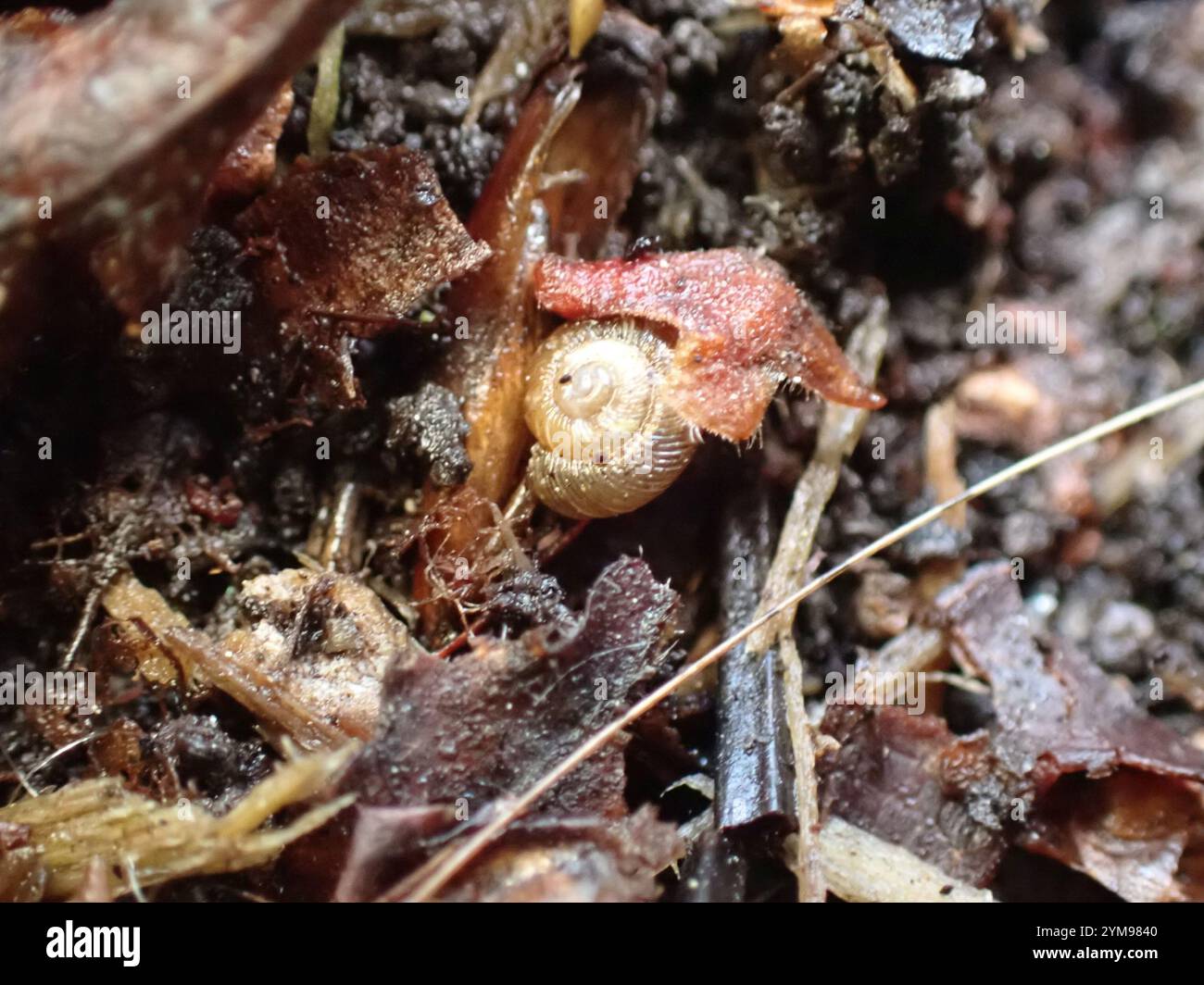 Common Land Snails and Slugs (Stylommatophora Stock Photo - Alamy