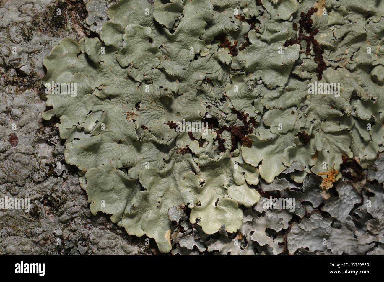 common greenshield lichen (Flavoparmelia caperata Stock Photo - Alamy