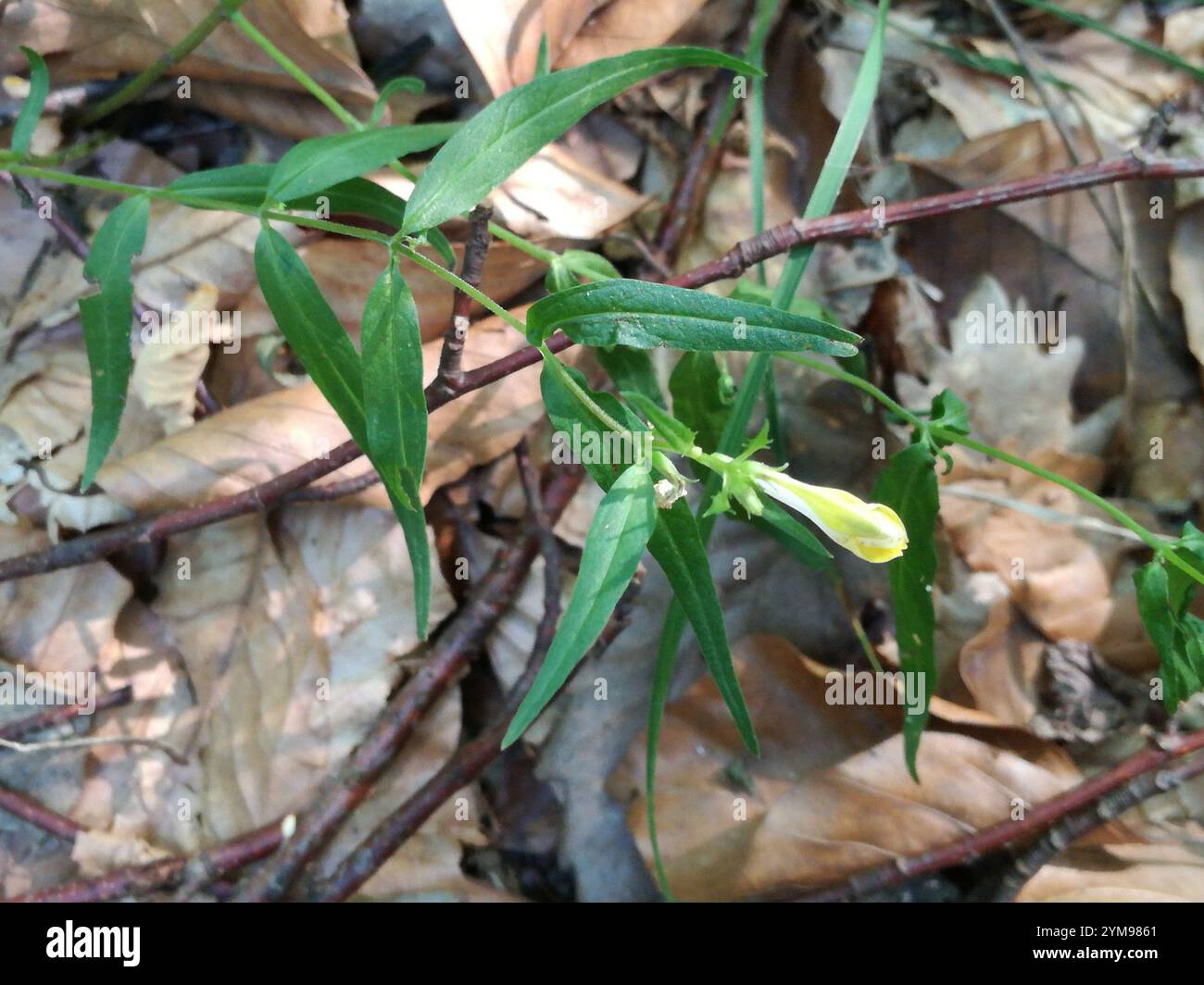 Common Cow-wheat (Melampyrum pratense Stock Photo - Alamy
