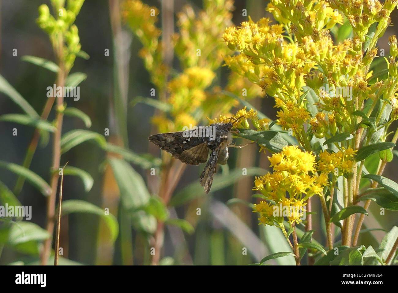 Plusiine Looper Moths (Plusiinae Stock Photo - Alamy