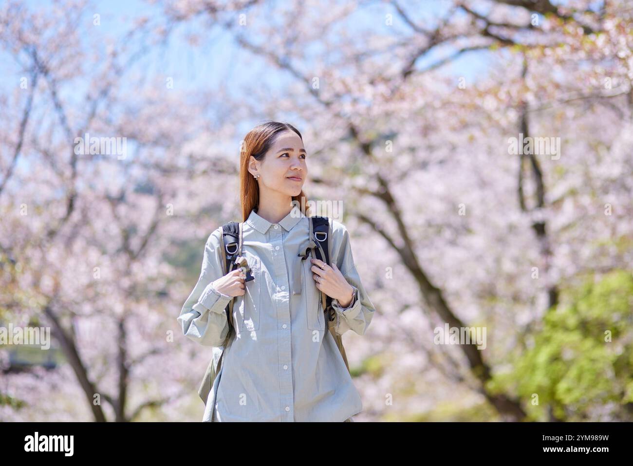 Inbound female tourists enjoying cherry blossom viewing Stock Photo - Alamy