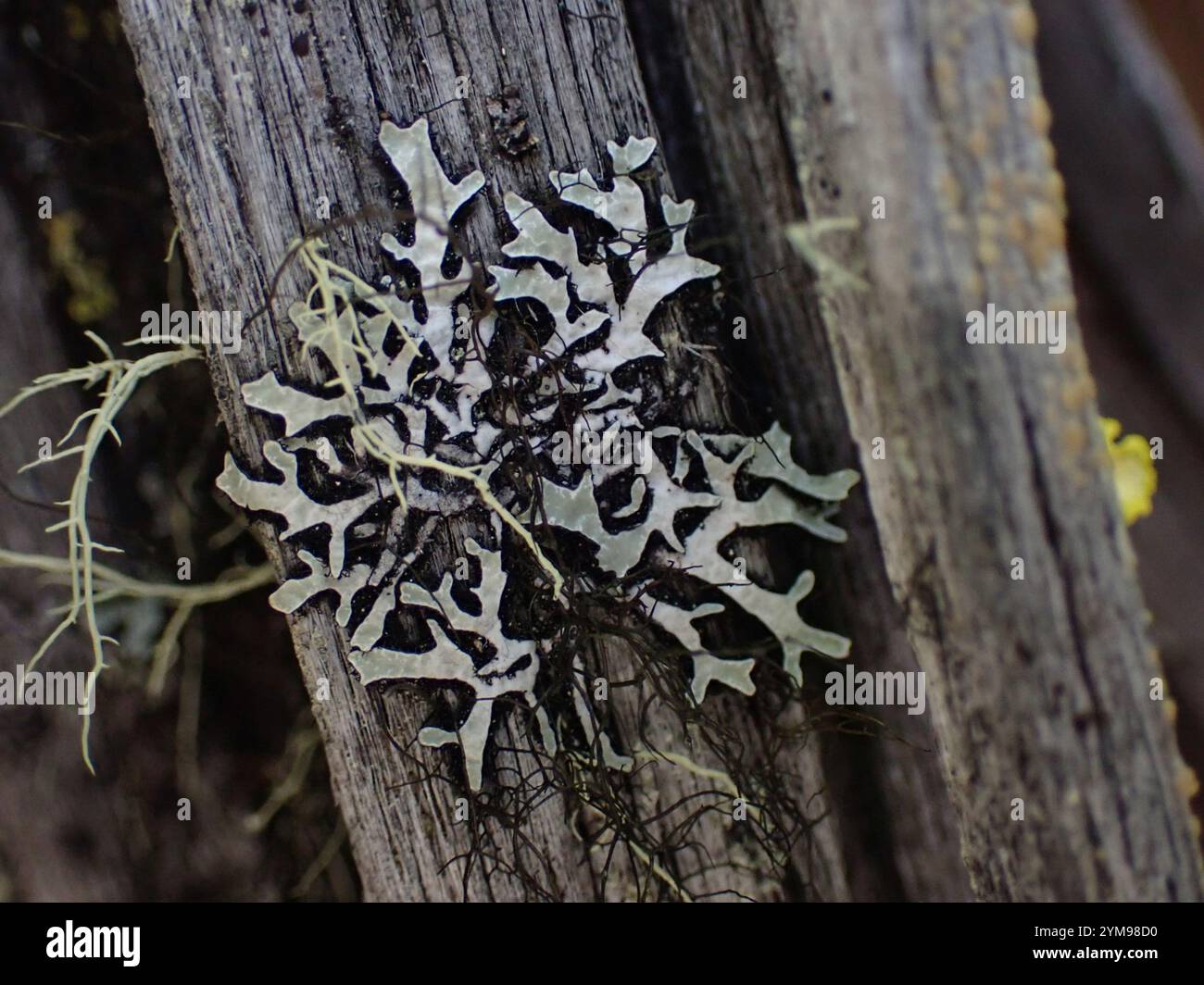 common lichens (Lecanoromycetes Stock Photo - Alamy