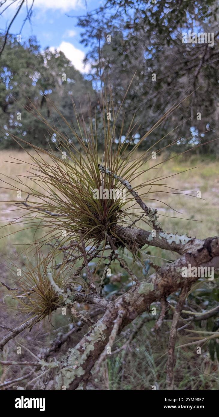 southern needleleaf airplant (Tillandsia setacea Stock Photo - Alamy