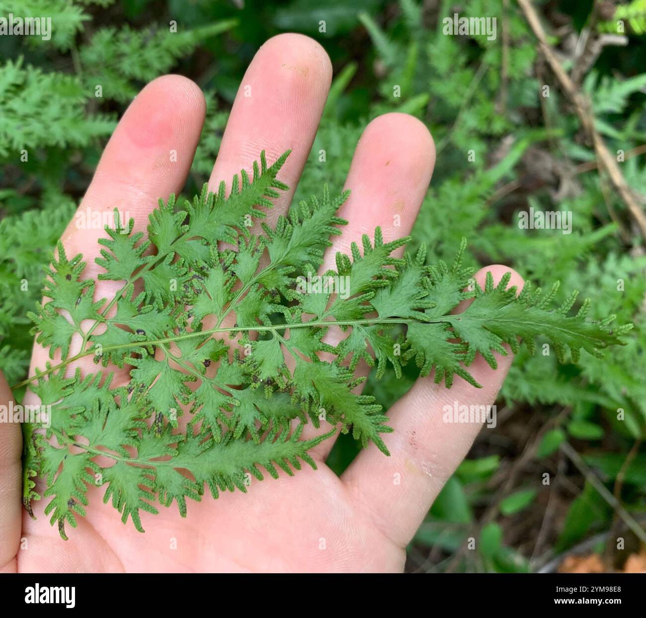 Japanese climbing fern (Lygodium japonicum Stock Photo - Alamy