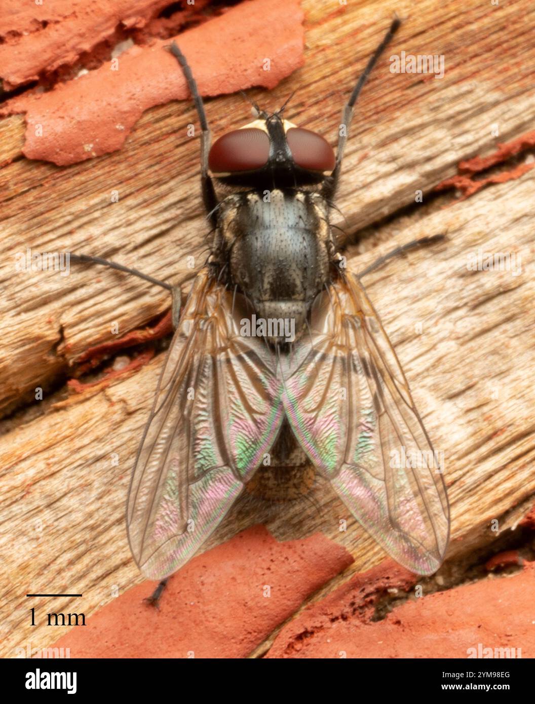 Common House Fly (Musca domestica Stock Photo - Alamy