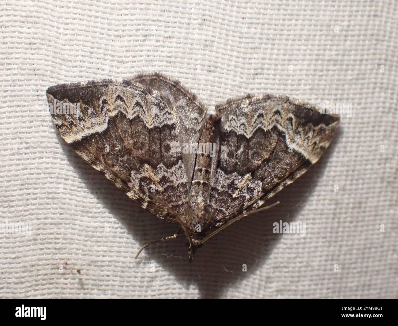 Carpet Moths (Larentiinae Stock Photo - Alamy