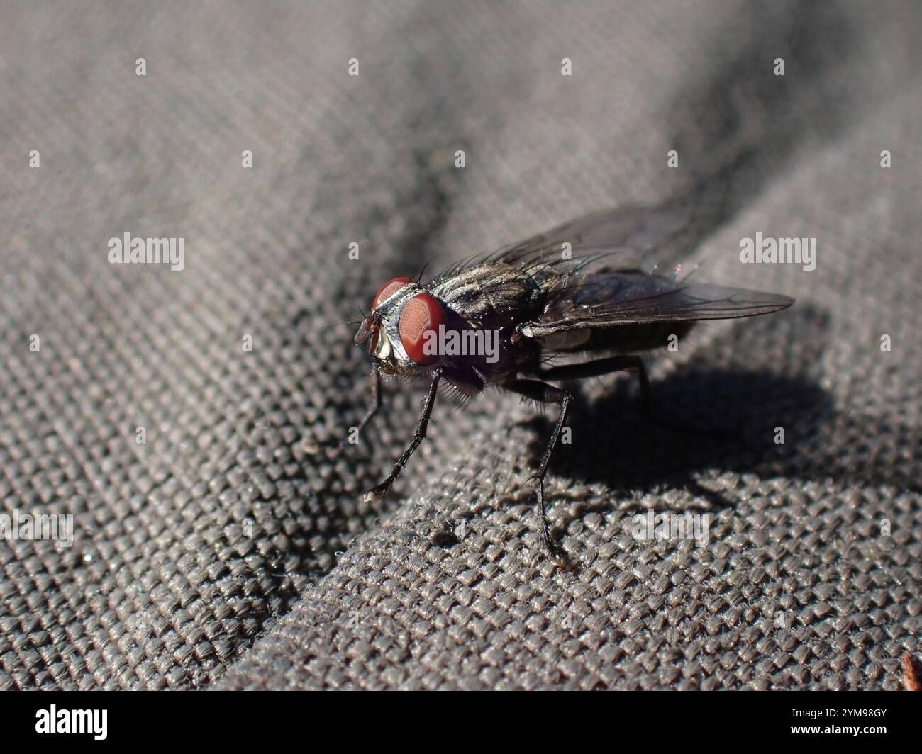 Flesh Flies and Satellite Flies (Sarcophagidae Stock Photo - Alamy