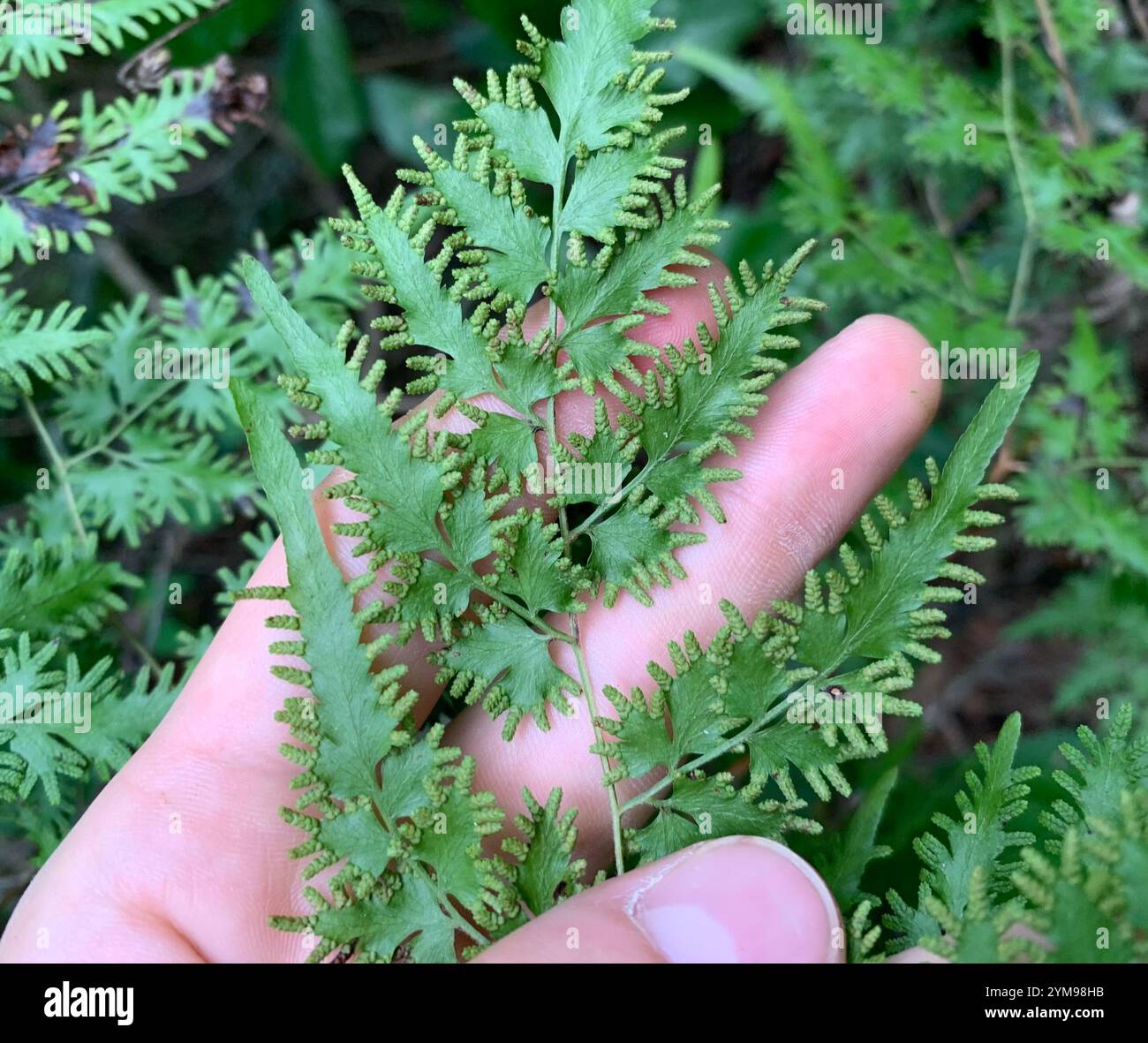 Japanese climbing fern (Lygodium japonicum Stock Photo - Alamy