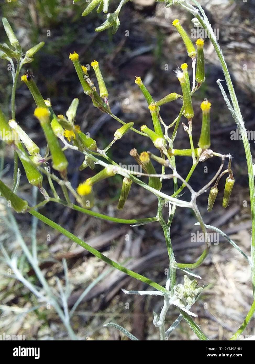 cotton burnweed (Senecio quadridentatus Stock Photo - Alamy