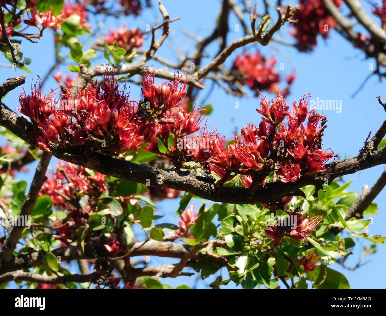 Schotia brachypetala hi-res stock photography and images - Alamy