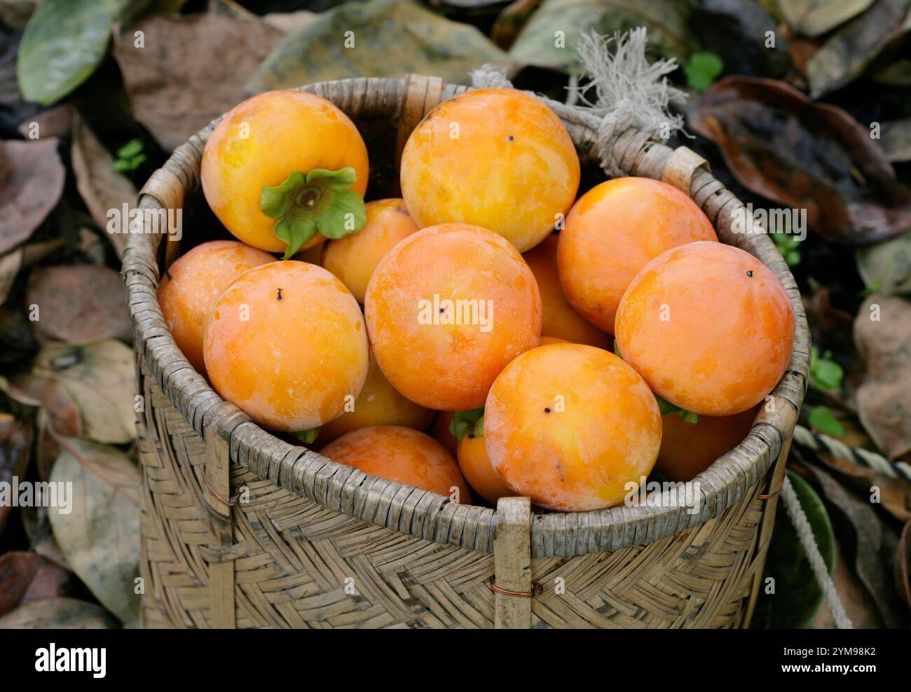 Persimmon fruits picked in a basket Stock Photo - Alamy