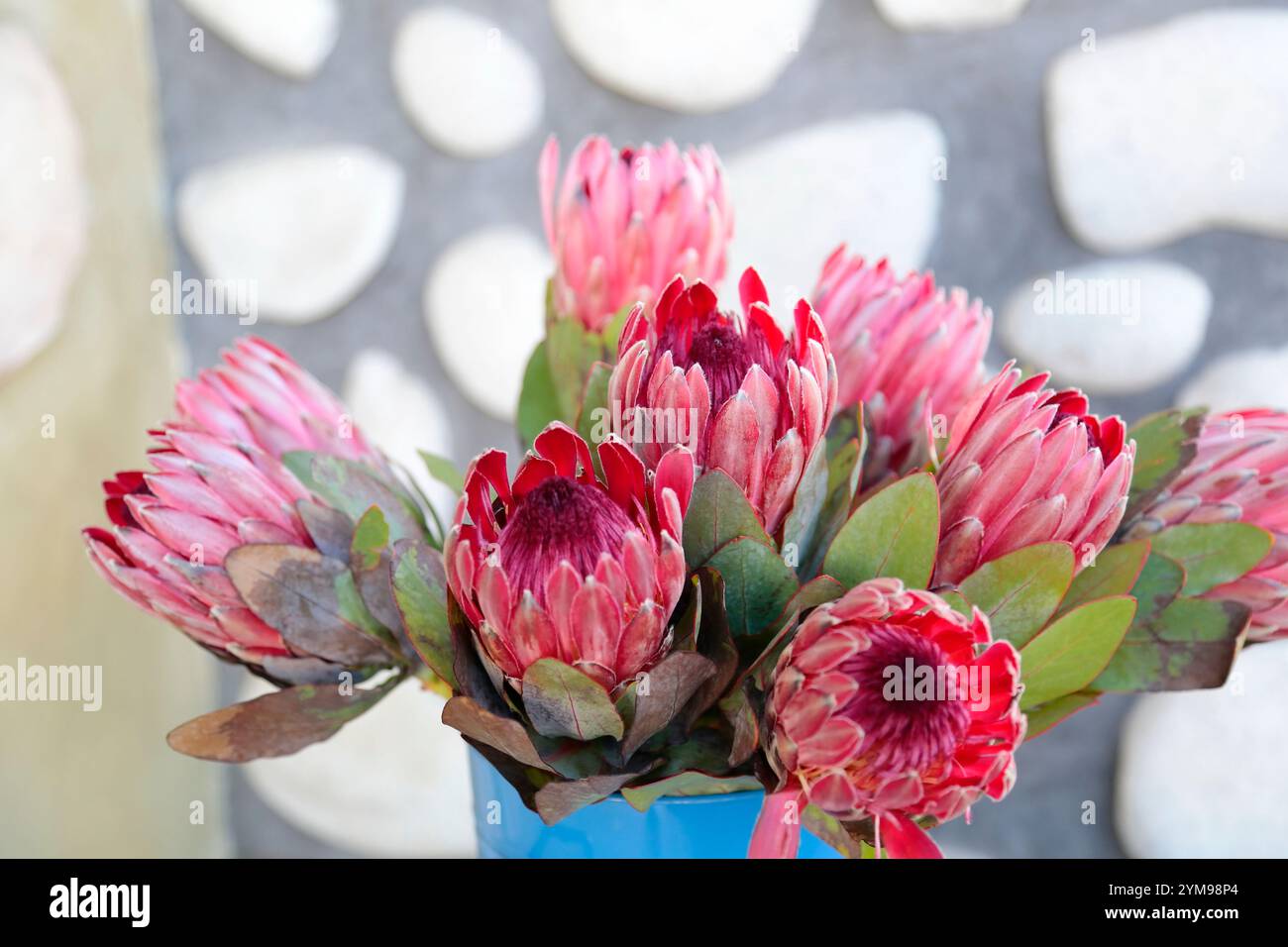 Red protea hi-res stock photography and images - Alamy