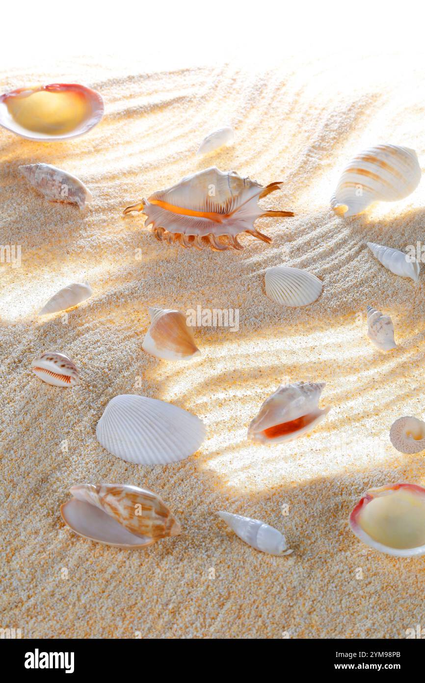 Image of shells and sand Stock Photo - Alamy